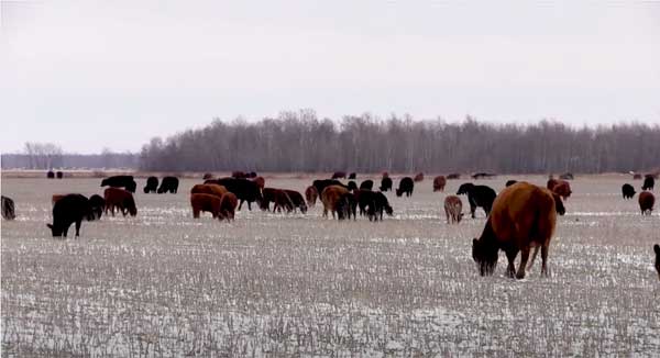 Cattle Grazing on Cover Crops in Northern Minnesota - One Good Idea